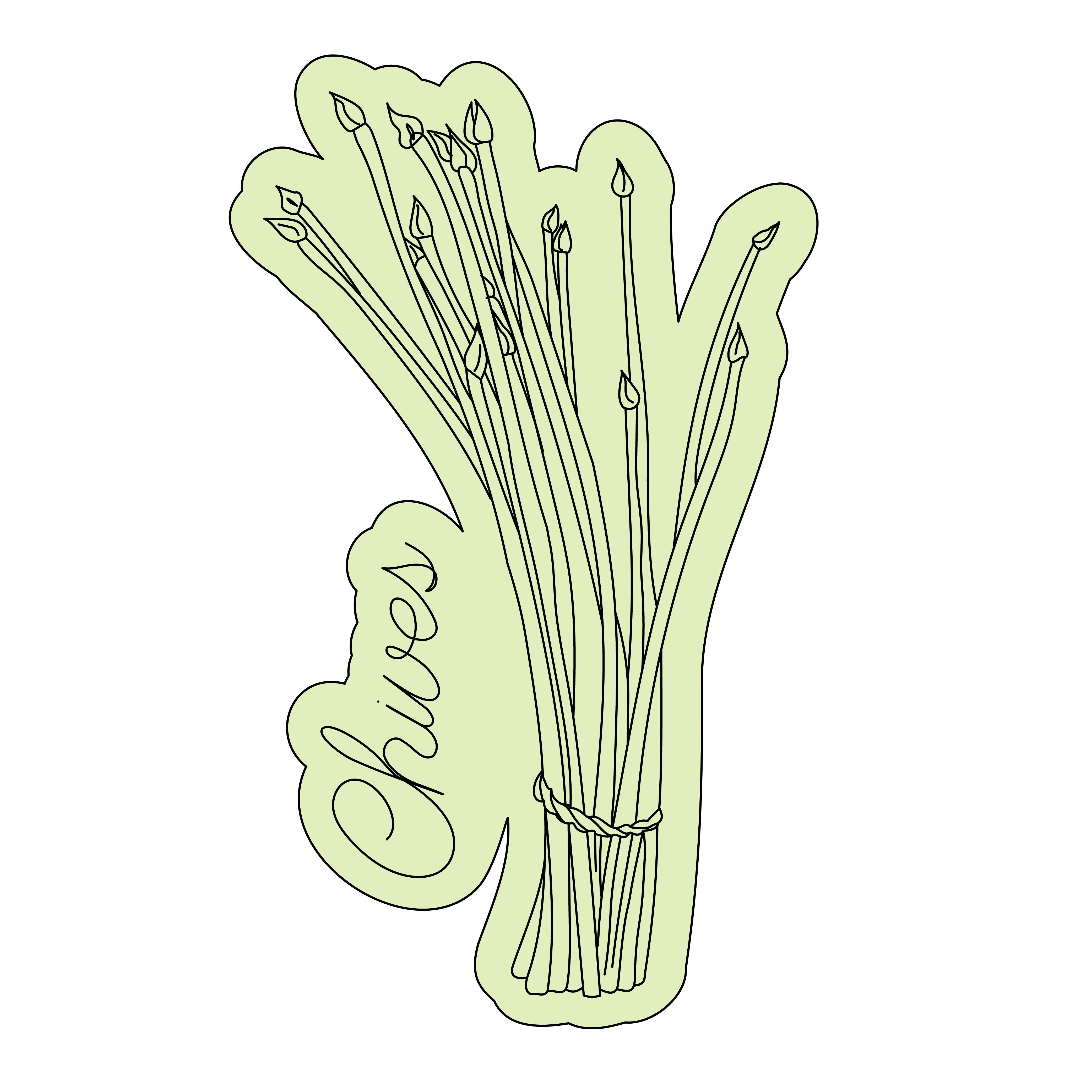 Chives Herbal Sketch|D-1234914