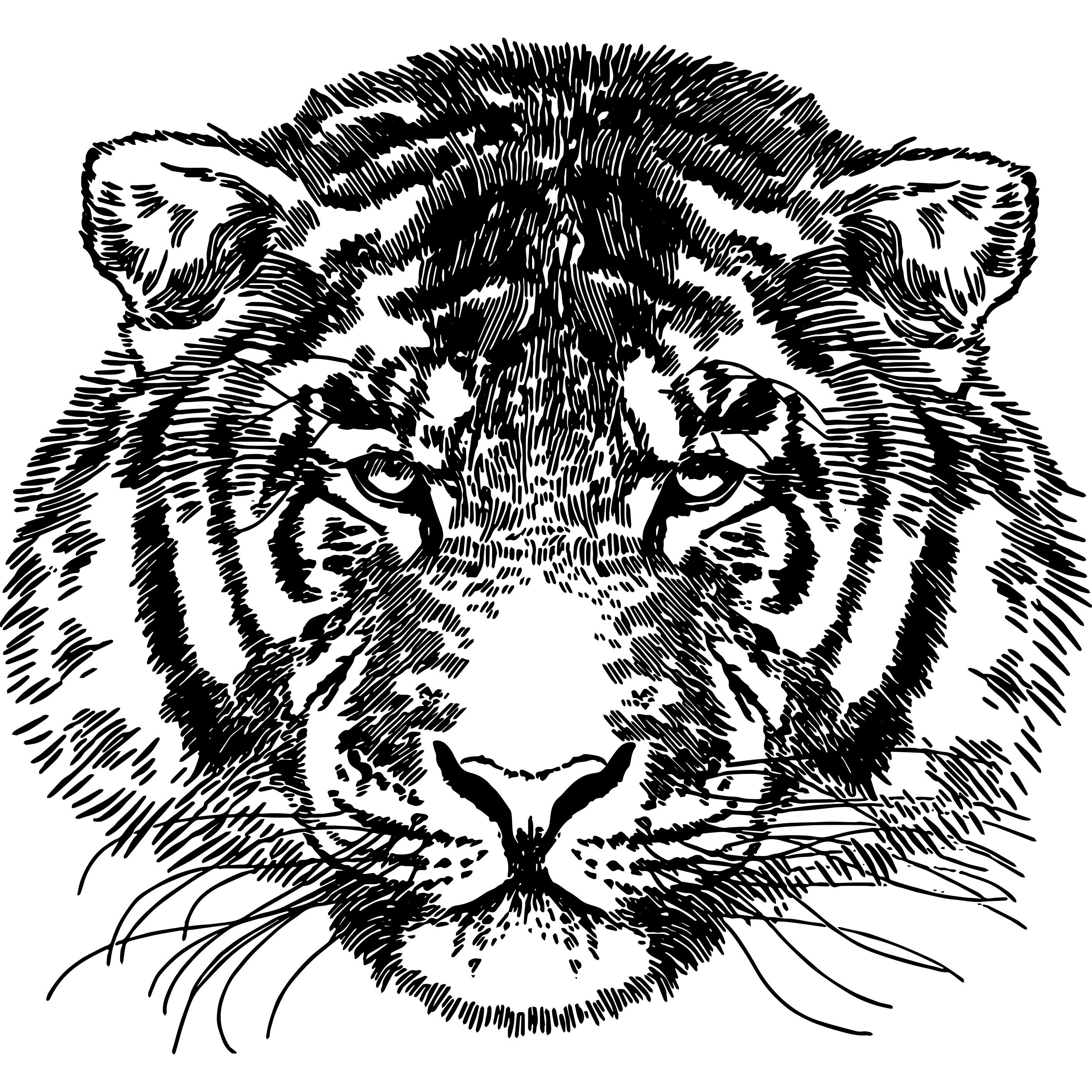 Tiger realism illustration|D-1237001