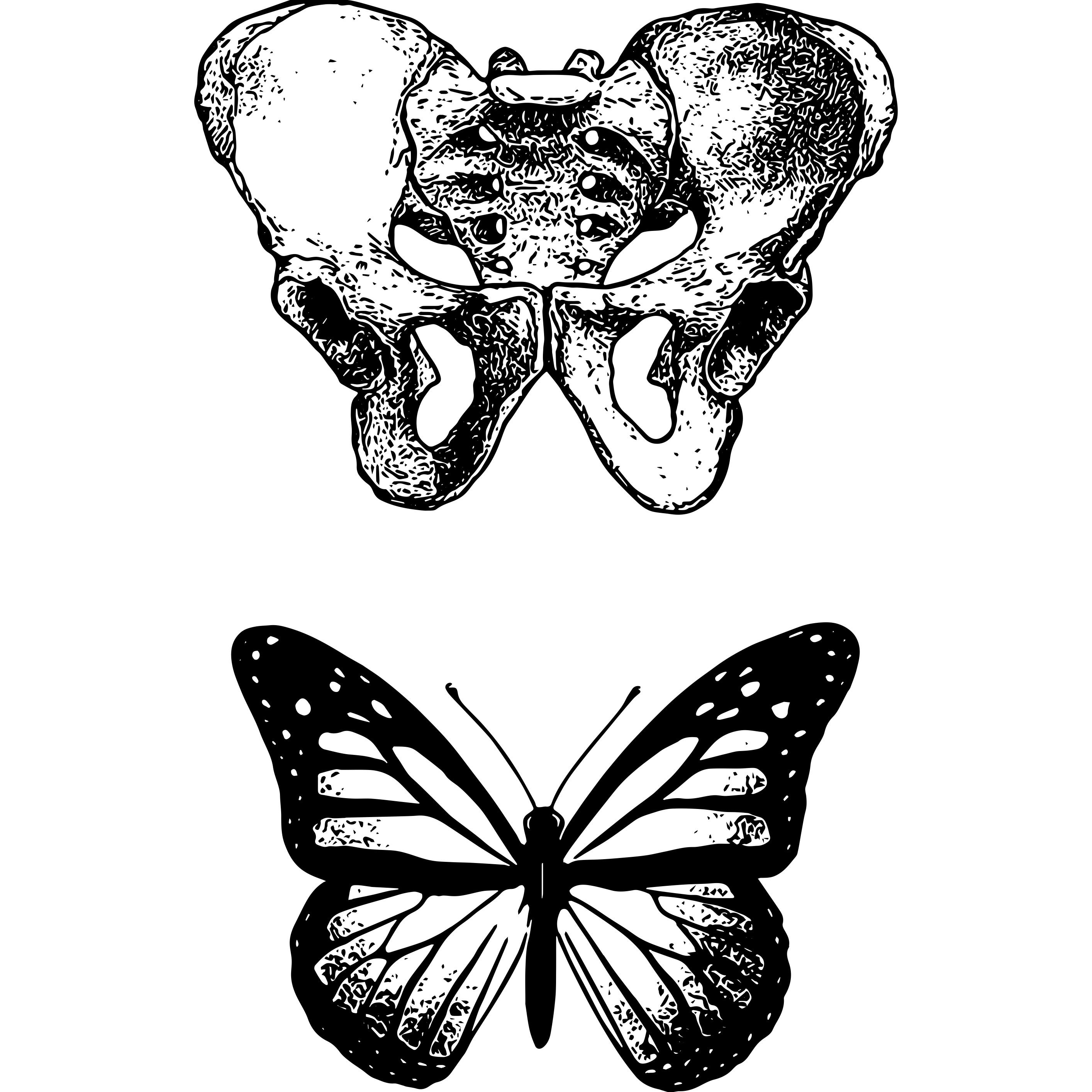 Butterfly and pelvic bones |D-1235906