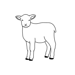 lamb line drawing|D-1248776