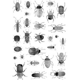 bugs and beetles stickers