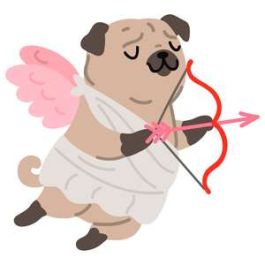 cupid pug