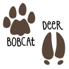 bobcat and deer prints