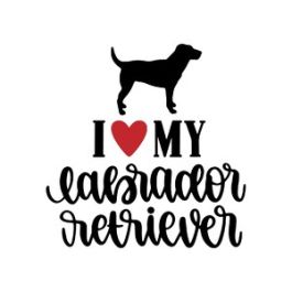 i love my labrador retriever