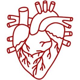 Anatomical Heart Valentine