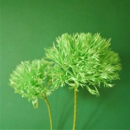 Dianthus Green Trick|401145