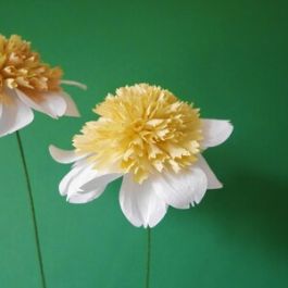 Anemone Dahlia|413398