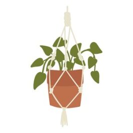 Pothos Plant in Boho Hanging Macrame Planter