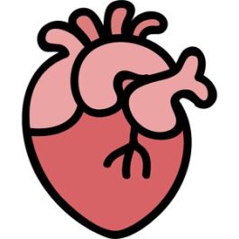 cute anatomical heart