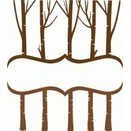 split bracket birch trees