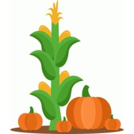 cornstalk and pumpkins