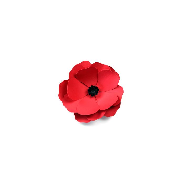 poppy flower|249937