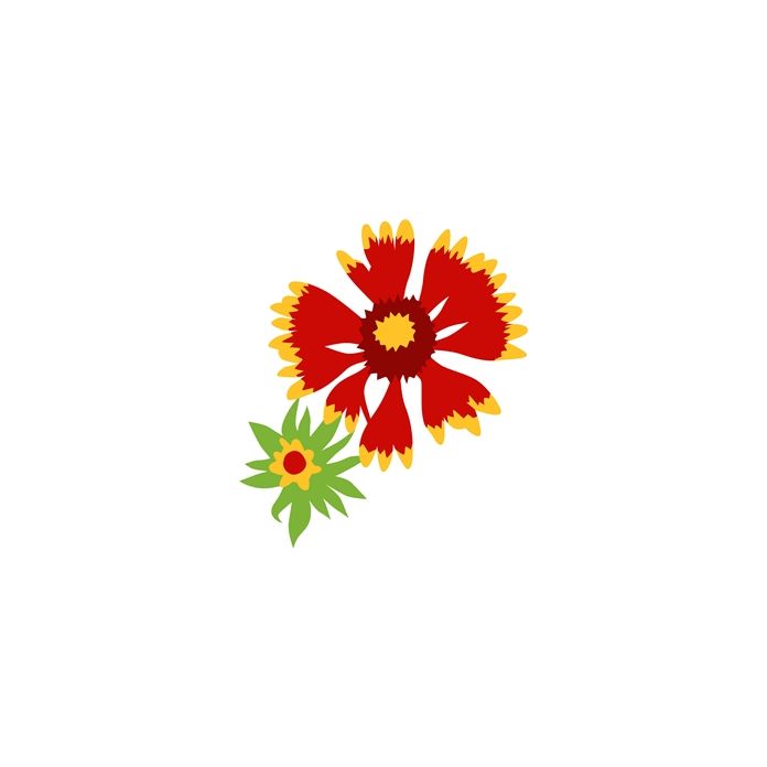 gallardia flower