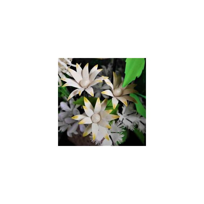 flannel flower