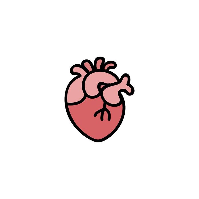 cute anatomical heart