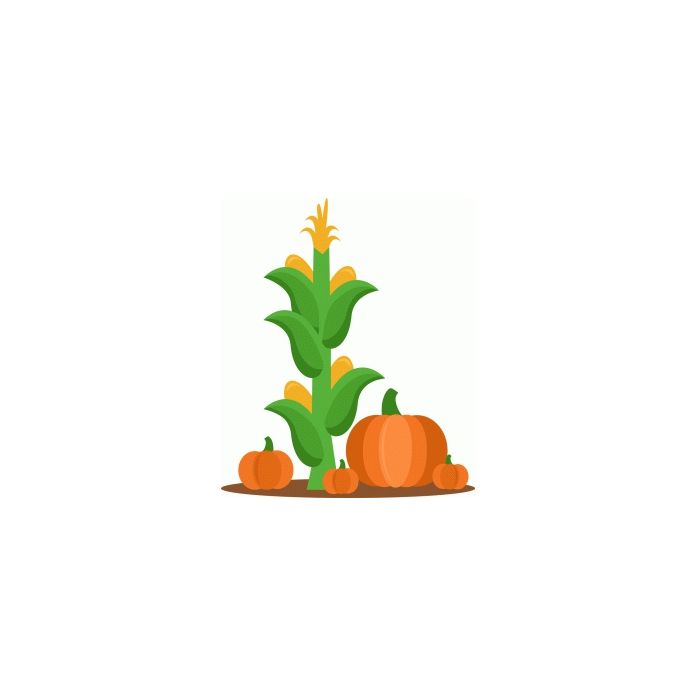 cornstalk and pumpkins