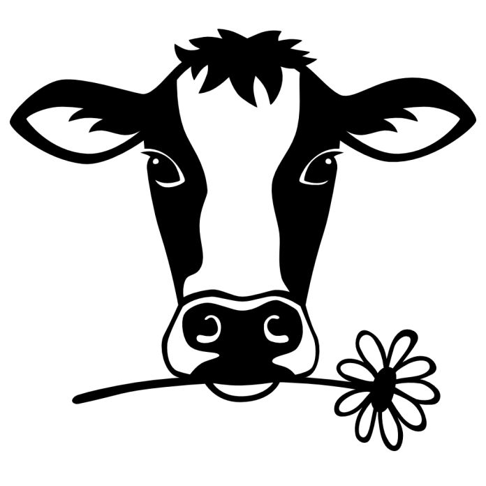 daisy cow|D-1226185